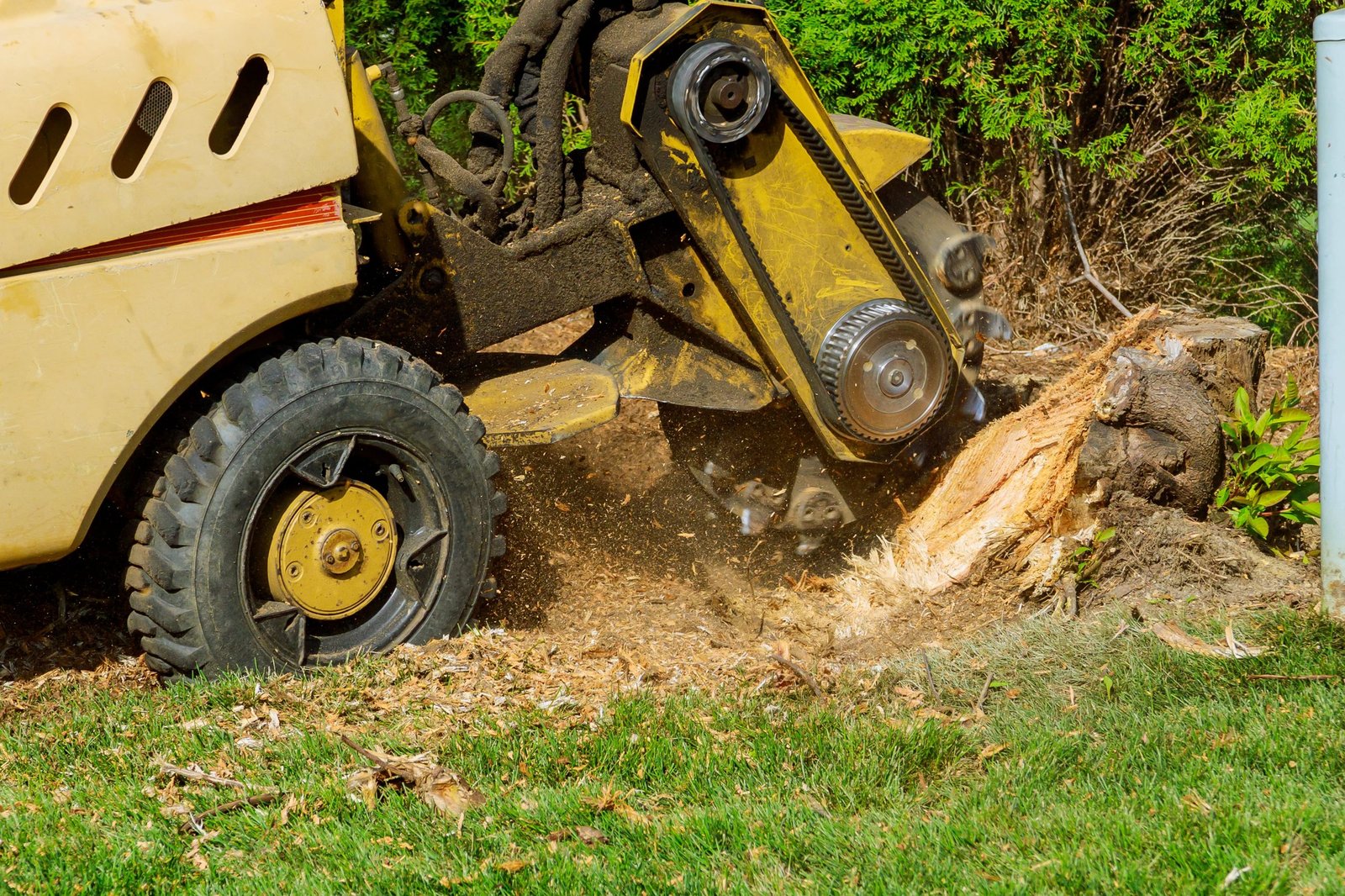Stump Grinding - Rotorua Tree Services