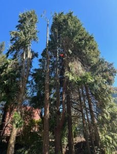 Tree Removal - Rotorua Tree Services
